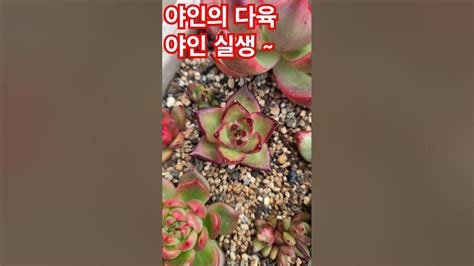 행복한 일요일 오후 되세요 ~ 빈예서 파종이 실생 다육 다유기 다육이 다육식물 반려식물 다육판매 다육이판매 다육이키우기 다육인스타그램 매혹이 청주