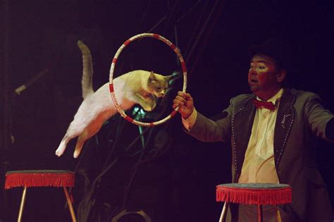 Snapped A Cat Jumping Through Hoops At The Circus Pics