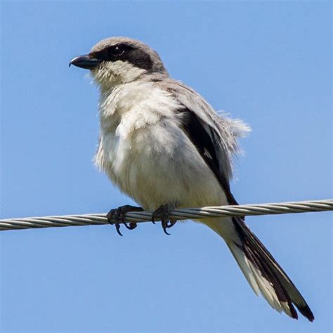 Loggerhead Shrike — Virginia Society Of Ornithology