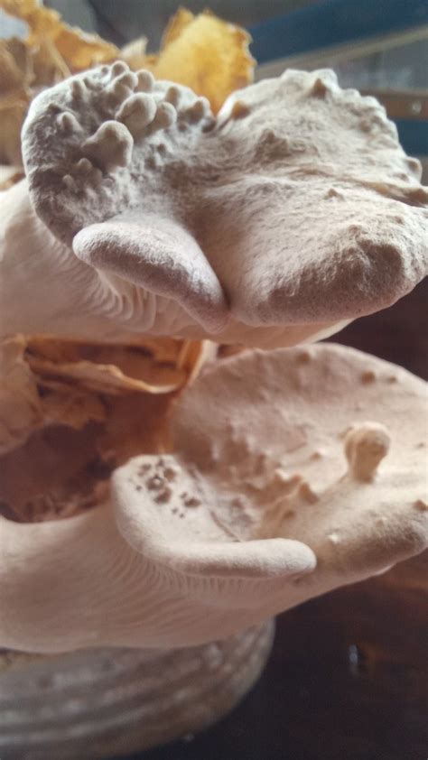 Eryngii Seta De Cardo Micelio En Semilla Casafungi Vt