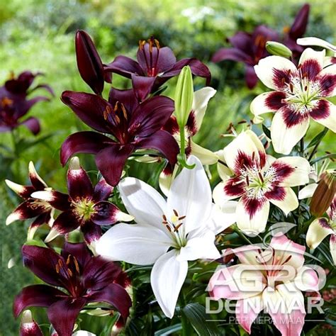 Crini Mapira Agrodenmar Ro