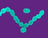 Порядок Myxococcales Общая характеристика семейства Myxococcaceae
