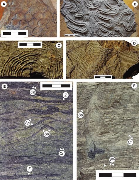 Trace Fossils And Trace Fossil Suites Attributable To The Nereites