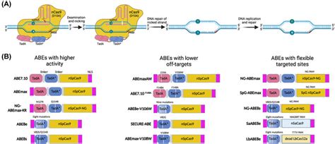Adenine Base Editing A Schematic Diagram Of An Abe System Using