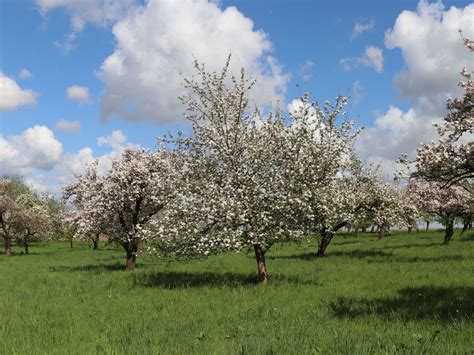 Herbstapfel Prinzenapfel Melonenapfel Haferapfel Malus