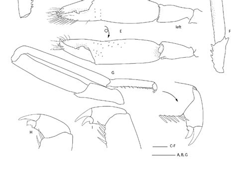 Spongicoloides Sonne Sp Nov Nmnz Cr019650 A Left P1 Lateral