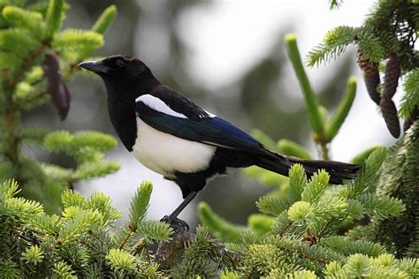 Elster Magpies Birds · Free Photo On Pixabay