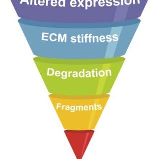 Schematic Representation Of The Mechanisms By Which The ECM Affects Download Scientific Diagram