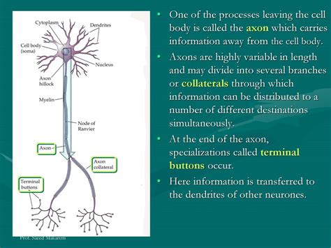 Functions And Organization Ppt Download