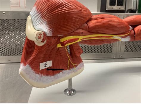 Anatomy Lab Exam 2 Pectoral Girdle Upper Limb Flashcards Quizlet