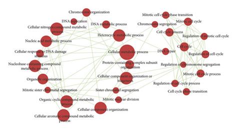 Interaction Networks Between Enriched Go Biological Process And
