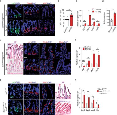 Ccn1 Deficiency Leads To The Isc Expansion And Increased Secretory Download Scientific Diagram