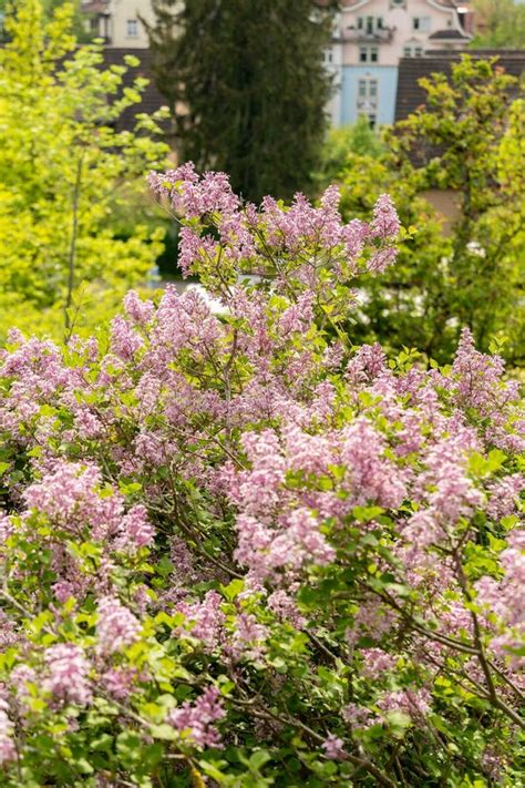Syringa Meyeri Plant In Zurich In Switzerland Stock Image Image Of