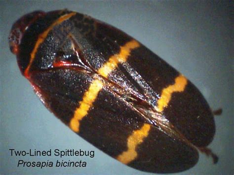 Two Lined Spittlebug