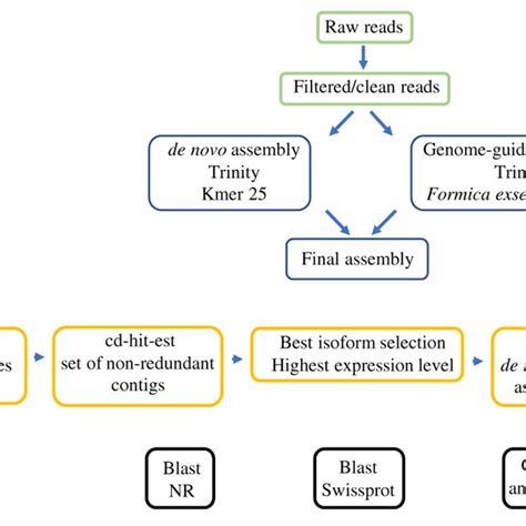 Flowchart Of The Rna Sequencing Setup And De Novo Transcriptome Data Download Scientific