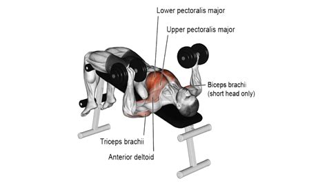 Dumbbell Bench Press Muscle And Strength At Gemma Oconor Blog