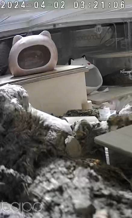 Cockroach In My Hamsters Enclosure Rhamsters