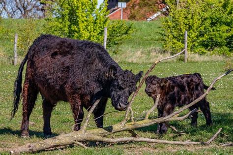Premium Photo Galloway Cow With Her Calf Next To A Fallen Tree Trunk In The Netherlands