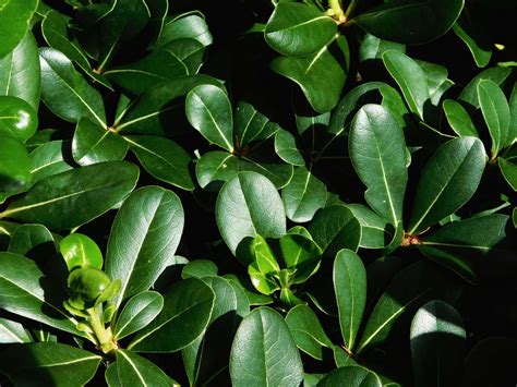 Download Plant Textures Wallpaper