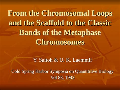 Ppt From The Chromosomal Loops And The Scaffold To The Classic Bands Of The Metaphase