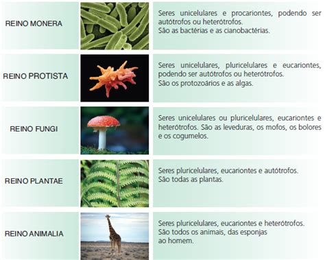 Bio E Ciências Classificação Taxonômica E Reino Plantae Reino Das