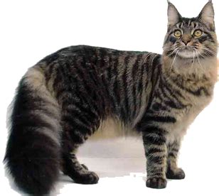 Gato Photo Gato Maine Coon Savannah Cat Mix 662x275 Png Download