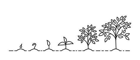 Tree Growing Process From Seedling To Adult Plant Vector Image
