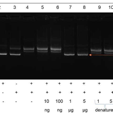 Antioxidant Activity Of Sjprx 4 Lane 1 Pbluescript Plasmid Dna Lane