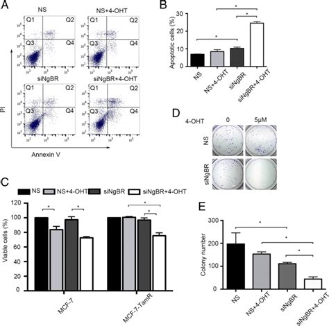 Nogo B Receptor Ngbr Knockdown Decreases The Resistance Of Mcf 7 Tamr