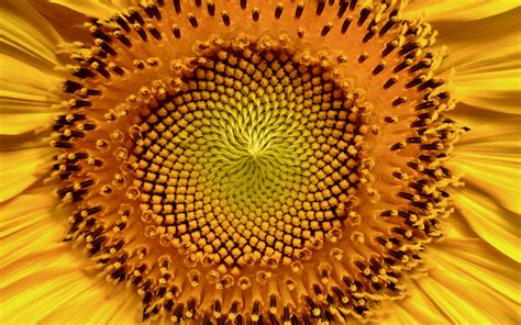 Sunflowers Fibonacci Secrets — Biological Strategy — Asknature