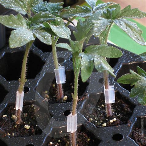 Tomato Submarine F1 Rootstock Seeds Quality Seeds From Sow Seeds Ltd