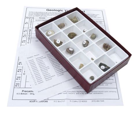 Scott Resources Piece Life Of The Past Paleozoic Era Fossil Collection Set Science Fossils