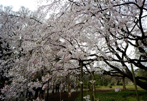 六義園 しだれ桜3 北の大地そして東京