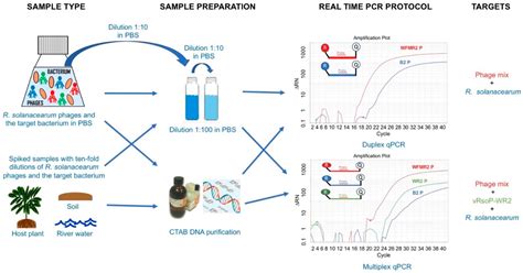 Development Of Taqman Real Time Pcr Protocols For Simultaneous