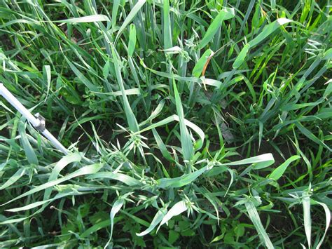 Download Crab Grass Pictures Wallpapers Com