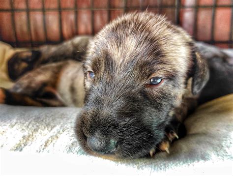 Irish Wolfhound Puppies — Westover Wolfhounds
