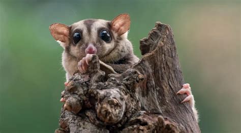 How To Rid Possums From Roof A Complete Guide