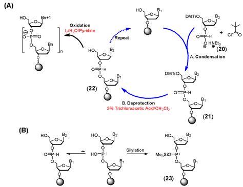 Molecules Free Full Text Synthesis Of Dna Rna And Their Analogs Via Phosphoramidite And H