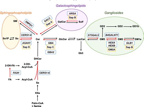 Table 1 From Monogenic Neurological Disorders Of Sphingolipid