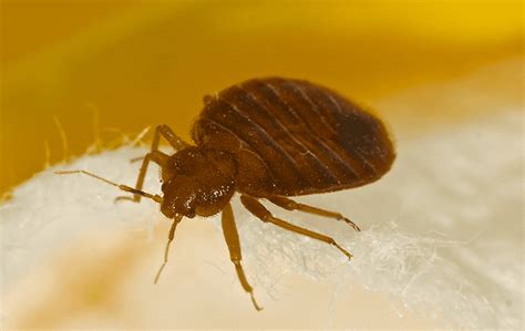 The Dangers Bed Bugs Bring To Florida Homes And Businesses