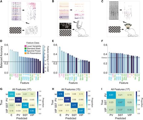 Transcriptomic Cell Type Structures In Vivo Neuronal Activity Across Multiple Timescales Cell