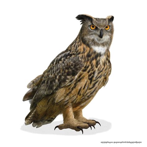 ზარნაშო Map