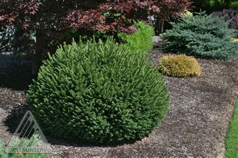 Spruce Norway Pumila Dwarf Globe