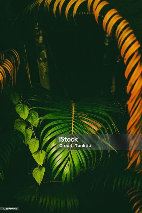 녹색 야자 잎 패턴 텍스처 추상적 배경 그래픽 디자인 열대 여름과 자연 환경 개념을위한 공간을 복사합니다 0명에 대한 스톡 사진 및 기타 이미지 Istock