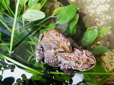 Toad Mating Common Sex Stock Image Image Of Aquatic 87982117