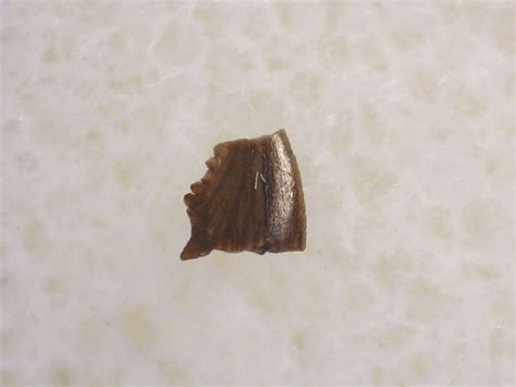 Pectinodon Tooth 01