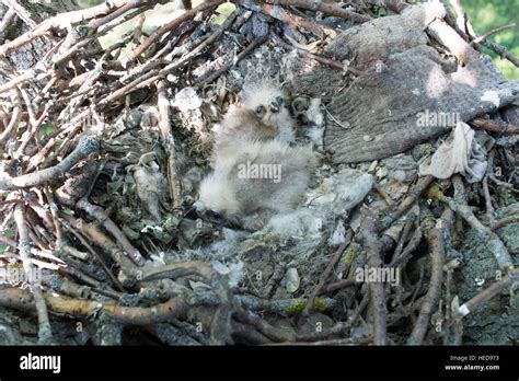 The Nest Of The Black Kite In Nature Milvus Migrans Russia The