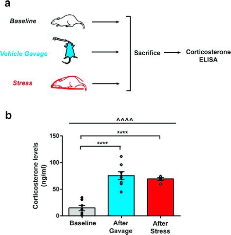 Oral Gavage Of Vehicle Is Stressful To Rats A Experimental Design