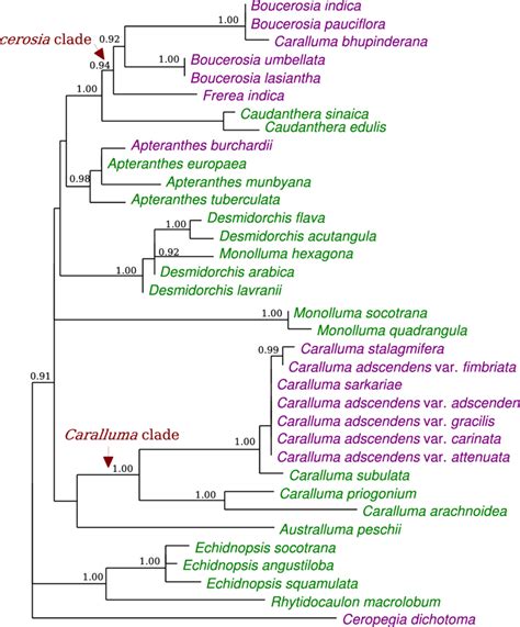 2 Maximum Likelihood Tree Based On ITS Sequences Bayesian Support Download Scientific Diagram