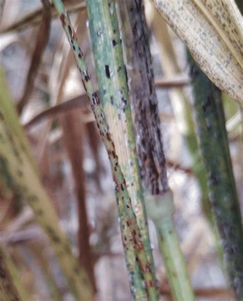 Stem Rust Symptoms On Wheat Download Scientific Diagram